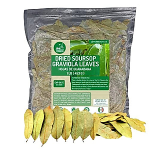 Yerbero - Whole Wildcrafted Dried Graviola Soursop Leaves 1 LB (453g - 1300+ Leaves Per Bag) Hoja De Guanabana Seca, Crafted By Nature | Vacuum Sealed for Freshness | From Mexico | Premium Quality.