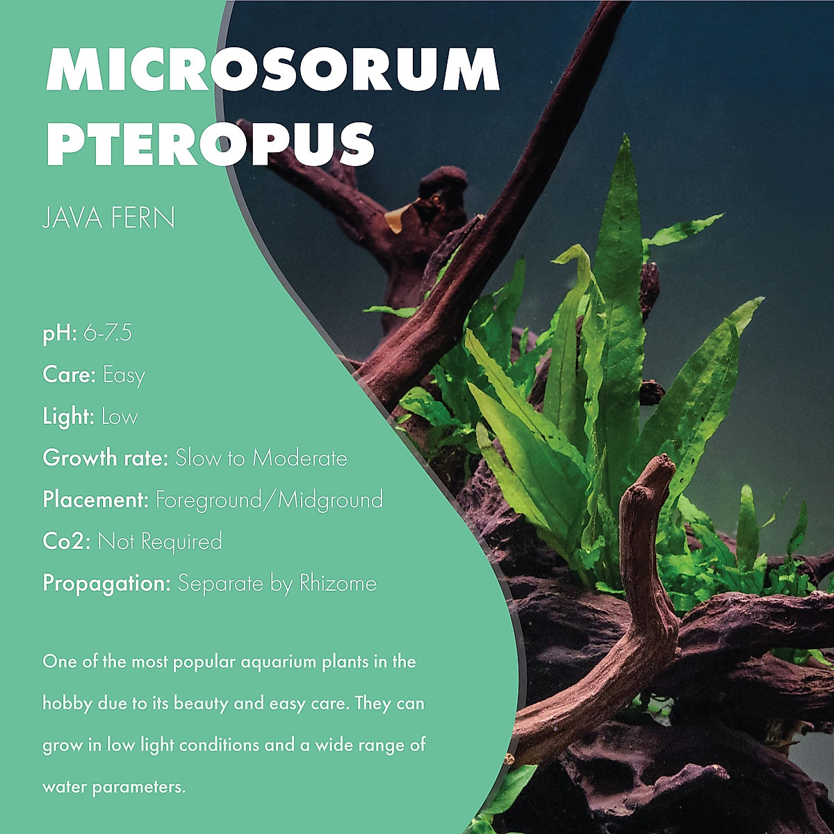 SubstrateSource Java Fern Live Aquarium Plants - Potted Freshwater Plant for Fish Tanks - Beginner Friendly, Low Light (Java Fern, 1 Pot)