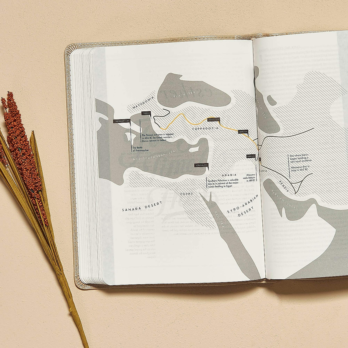 CSB She Reads Truth Bible, Champagne Gold LeatherTouch, Black Letter, Full-Color Design, Wide Margins, Journaling Space, Devotionals, Reading Plans, Single-Column, Easy-to-Read Bible Serif Type