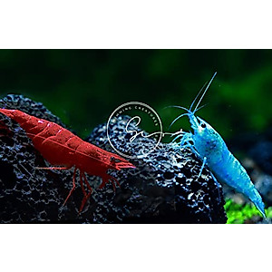 Swimming Creatures 5 Fire Cherry Red & 5 Blue Velvet Neocaridina Freshwater Aquarium Live Shrimps. Live Arrival Guarantee.