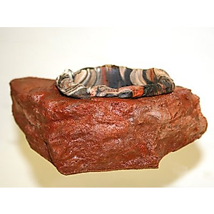 Magnaturals Food & Water Ledge Mojave - Magnetic Decor
