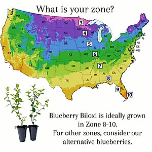 Blueberry plant "Biloxi" Set of 4 starter live plants