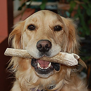 CZ Grain Large Grade A Deer Antlers for Dogs, Naturally Shed Deer Antlers, Organic Deer Antlers, All Natural Deer Antler Chews, Naturally Shed in The USA - Deer Antlers for Dogs (Size: Large)