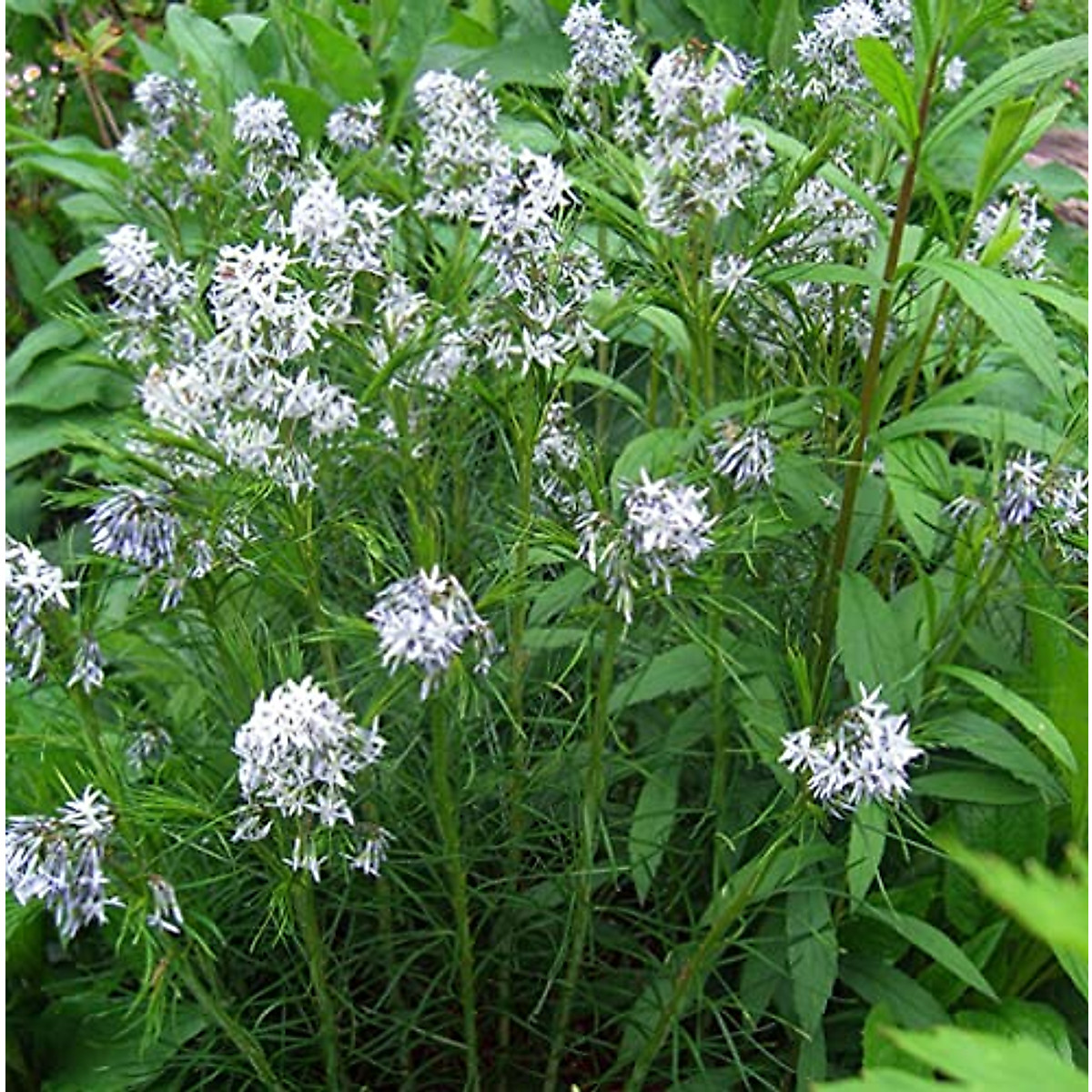 CHUXAY GARDEN 5 Seeds Amsonia Hubrichtii Seed,Narrowleaf Bluestar,Hubricht's Blue Star, Arkansas Bluebell Lovely White Herb Plant Native Wildflower Great for Garden