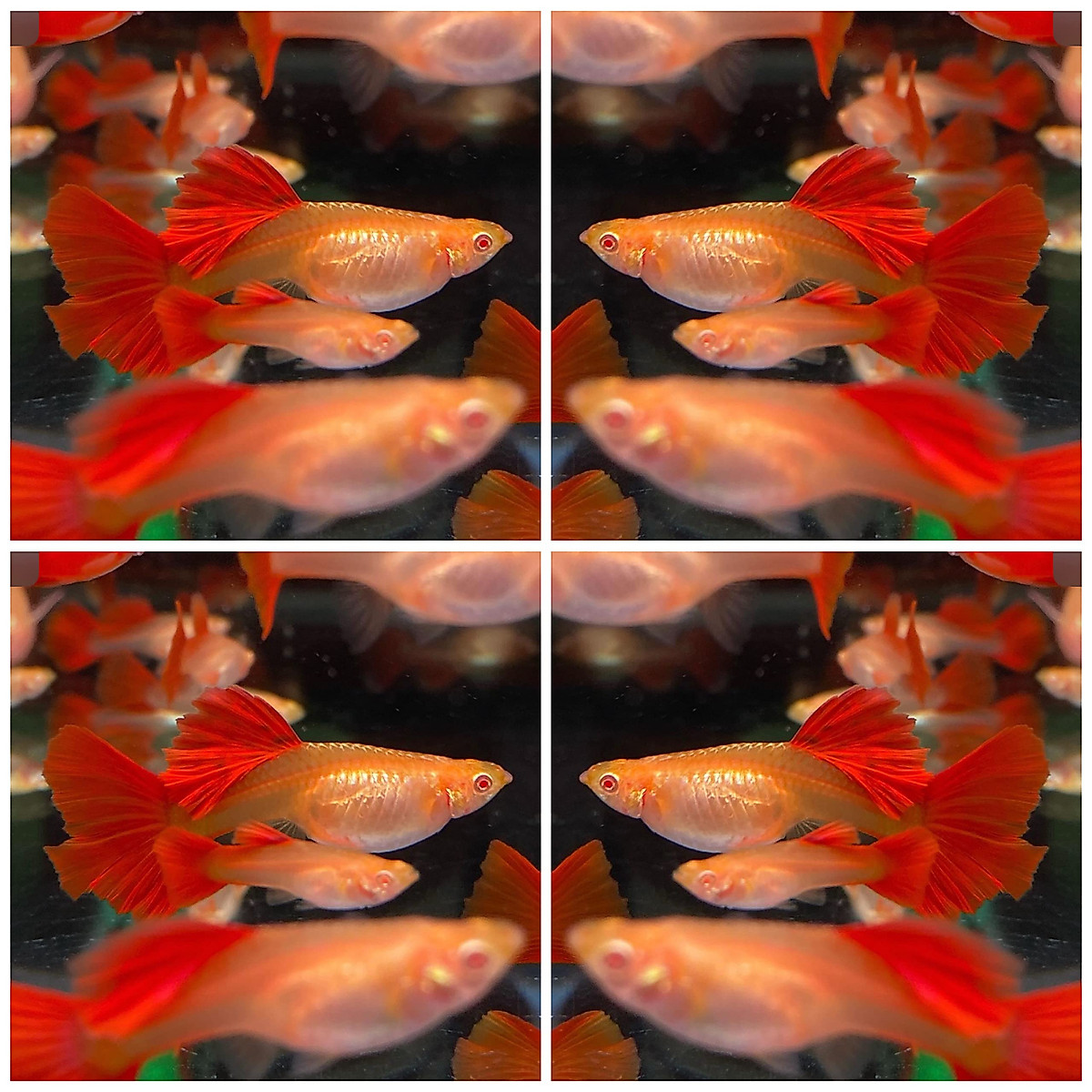 D&A Tropical Live Fish - ABINO Full RED Guppy Live Fish for Aquariums, Live Fish Freshwater (1 Breeding Pair (1Male,1Female))