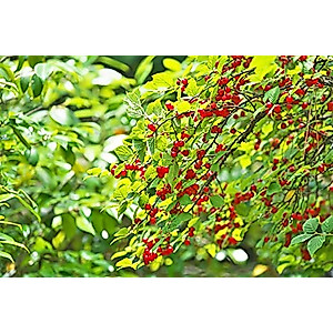 Votaniki Starter Plant Fruiting Red Nanking Cherry Trees Live Plants - Dwarf Cherry Tree Tart Cherry Fruit Tree Bush Cherry Plants Live Dwarf Fruit Trees - Live Fruit Plants Cherry for Planting