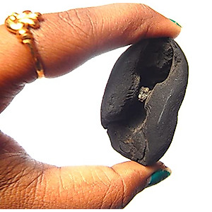 phoenix888 Adwaitya Narsimha Maha Vishnu Shaligram Nepal Kali Gandaki