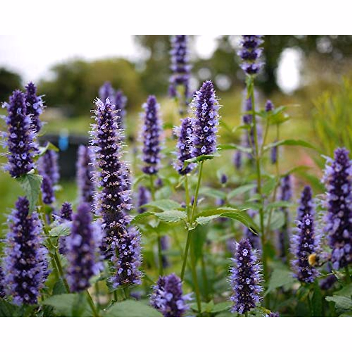"Purple Giant" Hyssop Seeds for Planting, Fragrant Herb, 250+ Seeds Per Packet, (Isla's Garden Seeds), Non GMO & Heirloom Seeds, Botanical Name: Agastache Rugosa, Great Home Garden Gift