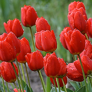 PRE-Order for Spring (RFS) 25 (Bulbs) Darwin Hybrid Tulip (Red Impression)