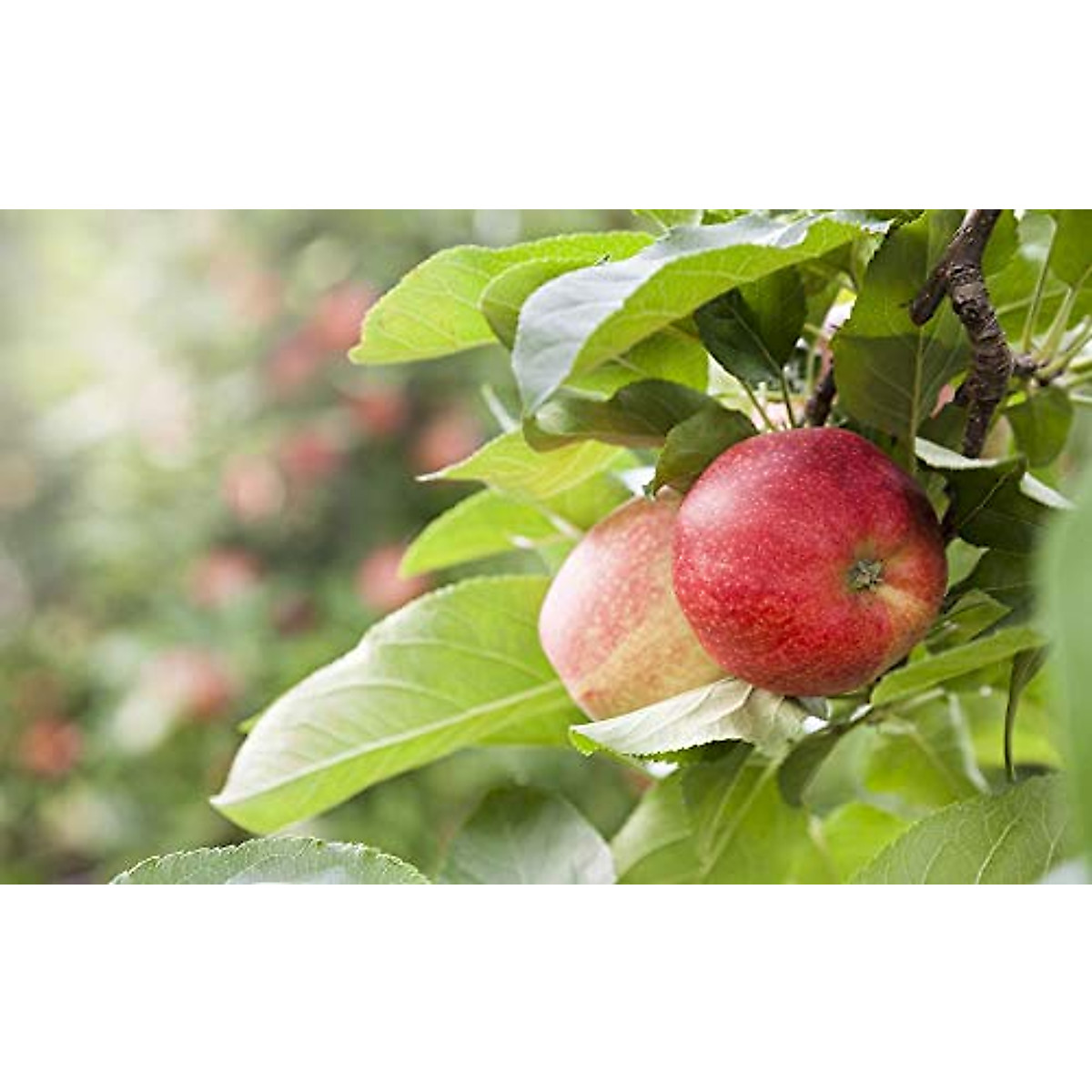 Common Apple Tree Seeds for Planting, 15+ Fruit Tree Seeds Per Packet, (Isla's Garden Seeds), 70-90% Germination in Good Conditions, Malus pumila, Botanical Name: Malus pumila, Great Home Garden Gift
