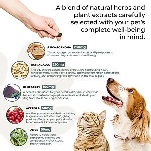 Real Mushrooms Immune Pet Chews (60ct) & Relax Pet Chews (60ct) - Bundle for Immunity, Relaxation & Longevity - Reishi, Lion’s Mane, Ashwagandha, Astragalus & More - Vegan, Non-GMO, Gluten-Free