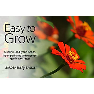 Zinnia Seeds for Planting Outdoors (Pompon) Flower Seed Packet Annual Flower Heirloom, Non-GMO Variety- 800mg Seeds Great for Summer Seeds for Flower Gardens by Gardeners Basics