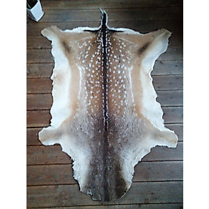 Robert Tartufferie Fallow Deer Skin Fur Hide pelt Rug Taxidermy Hunting Trophy