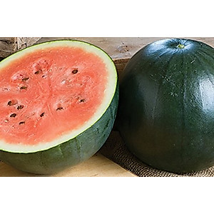 David's Garden Seeds Fruit Watermelon Sugar Baby FBA-4756 (Red) 50 Non-GMO, Heirloom Seeds