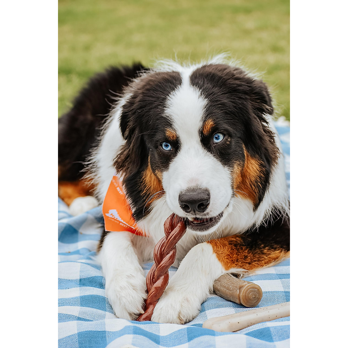 Nylabone Power Chew Braided Rawhide Bully Stick Alternative Nylon Chew Toy for Dogs, Dog Toys for Aggressive Chewers, Beef Flavor, Large/Giant (1 Count)