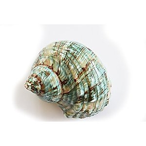 X-Large Polished Jade Turbo (3" - 3 1/2") 1 1/2" Opening Beach Crafts Nautical Decor Large Hermit Crabs - Florida Shells and Gifts