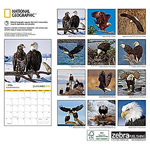 National Geographic Eagles 2019 Wall Calendar