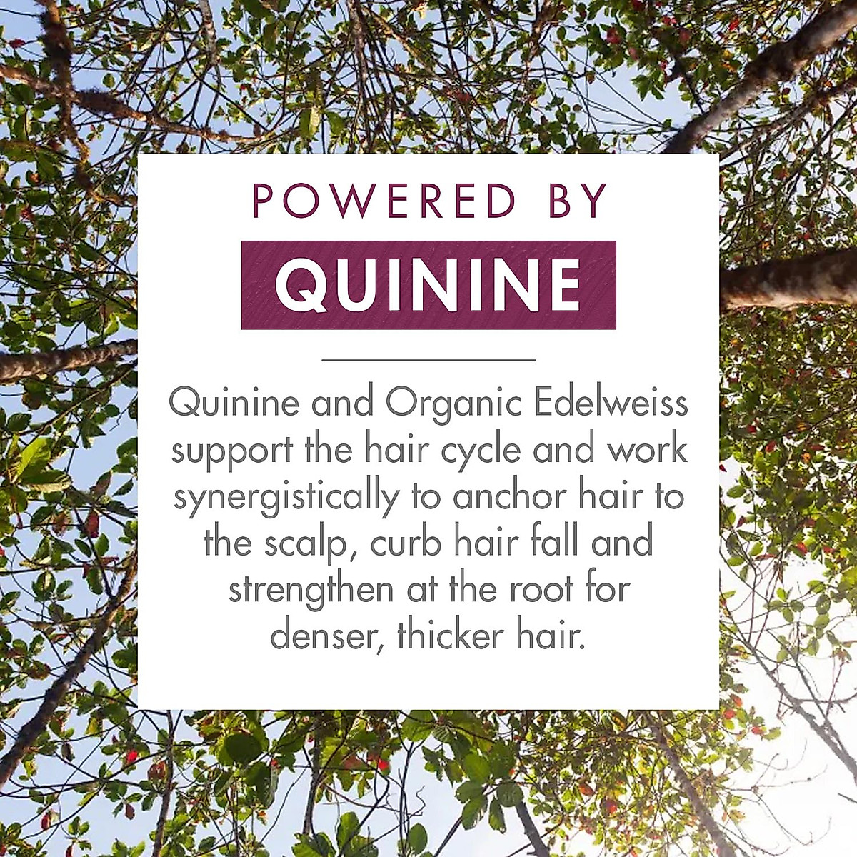 Klorane Strengthening Conditioner with Quinine and Edelweiss for Thinning Hair, Supports Thicker, Stronger, Healthier Hair, For Men and Women, Paraben, Silicone and Sulfate Free