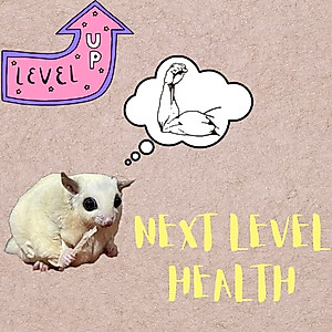 PETIVORE Premium Dried Jujubes for Sugar Glider and Small Exotic Pet - Happy Treats, Snacks and Food (20g)