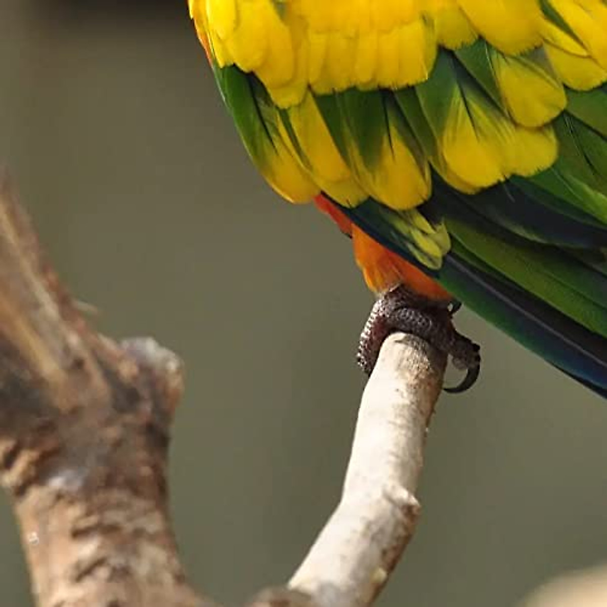 QeeHeng Bird Stand Perch,Natural Wood Parrot Perch Bird Cage,Bird Cage Perches for Parrots,Small Parakeets Cockatiels, Macaws, Parrots, Love Birds, Finches