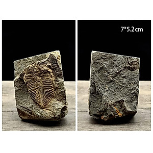 JIANEEXSQ Real Trilobite Fossil from Hunan of China 450 Million Years Ago for Collections and Education