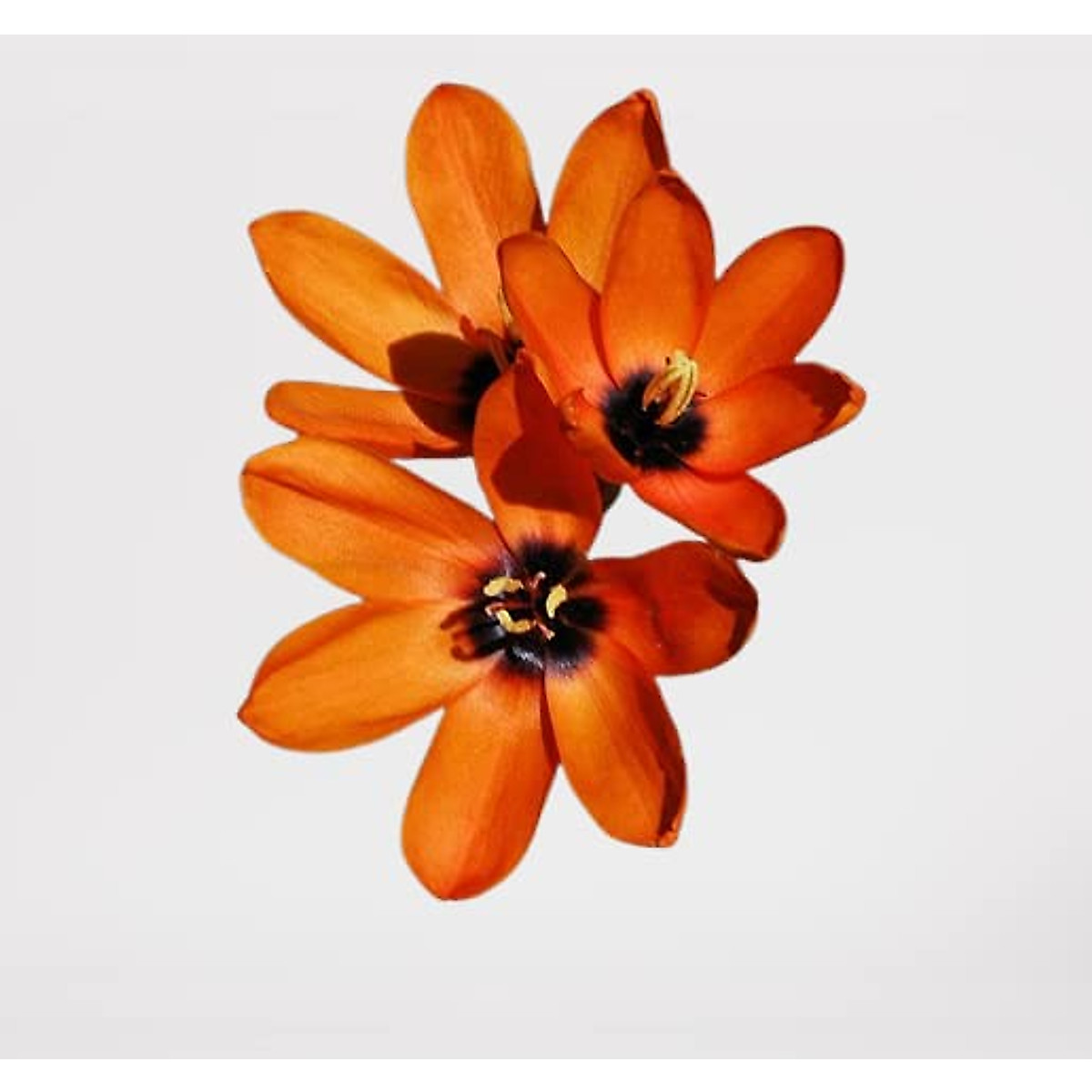 Votaniki African Corn Lily Mix Bulbs - Long Blooming and Easy to Grow, Ixia Mixed Bulbs for Planting - Perennial Lily Flower | Unique and Showy Flowers for Borders, Beds and Cut Flower (12 Pack)