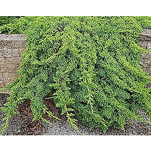 Dwarf Japanese Garden Juniper | 1 Live 4 Inch Pot | Juniperus Procumbens Nana | Drought Tolerant Evergreen Groundcover | Great Plants for Bonsai