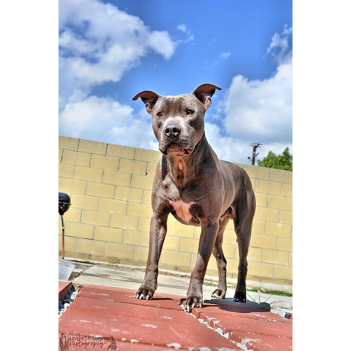 Shelter Pets 10" Grey Pitbull Plush Toy: Magnum - Real-Life Adopted American Staffordshire Terrier - Supports Animal Shelters
