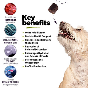 UroMAXX Dog Urinary Tract Infection Treatment, Bladder & Kidney Support for Dogs, Powerful Pet Care, Natural Soft Chews with Cranberry & Glucosamine, Made in The USA, Chicken Flavor, 90 Count, 1 Pack