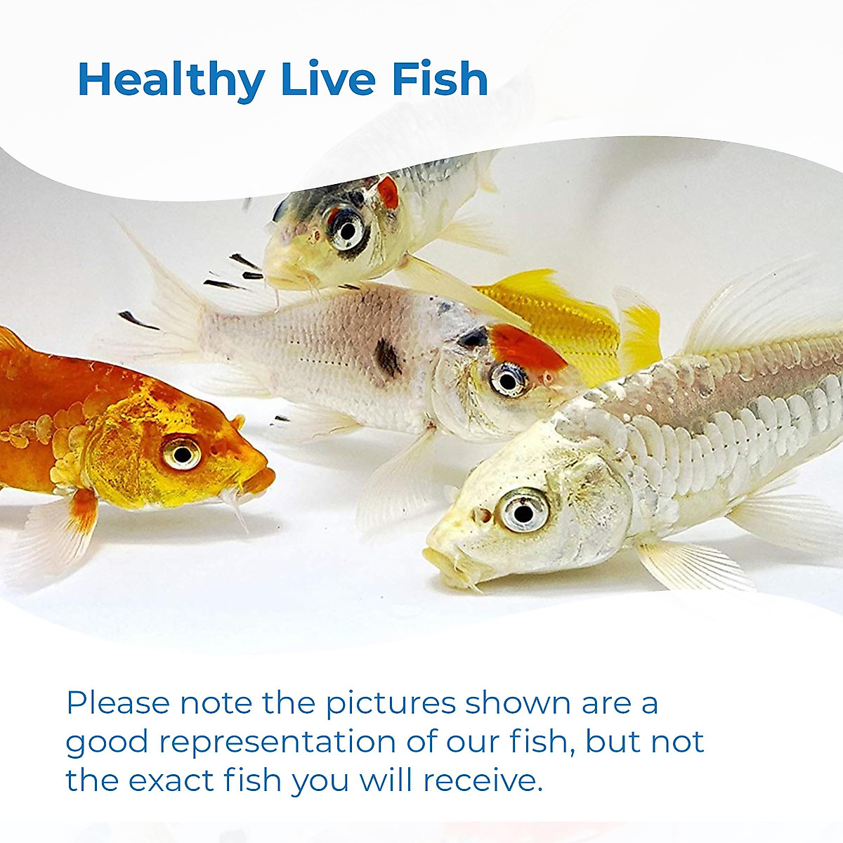 Toledo Goldfish Butterfly Fin Koi, Variety of Colors and Patterns - Perfect for Ponds or Aquariums - 3-4 Inches, 10 Count