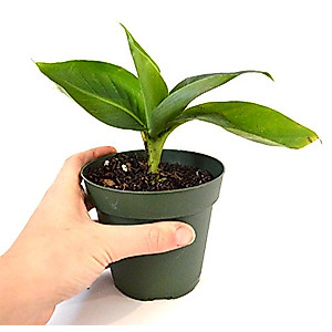9Greenbox - Dwarf Banana Plant - 4" Pot - Live Plant