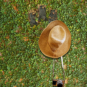 BestGiftEver Black Bear Coat Hooks - Playful Black Bear on Branch Wall Hooks Set of 3 - Rustic Towel Holder, Coat Hanger Wall Mounted Decor for Cabin Lodge - Ideal for Nature and Hunting Enthusiasts
