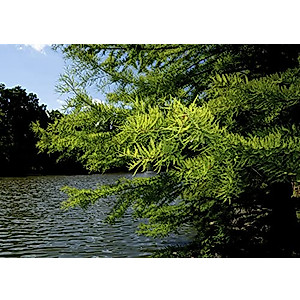 Bald Cypress | 10 Live Trees | Taxodium Distichum | Fast Growing Shade Tree Wet Tolerant