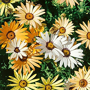 Outsidepride African Daisy Cape Marigold Butterfly Attracting Wild Flowers - 5000 Seeds
