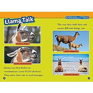 Llamas (National Geographic Kids Readers, Level 1)