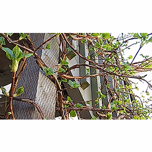 1129-Climbing Hydrangea (Hydrangea petiolaris) Seeds by Robsrareandgiantseeds UPC0764425787358 Non-GMO,Organic,- U.S.A. Grower,Bonsai -1129 Package of 7 Seeds