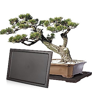 2 Pack Bonsai Humidity Tray 9 Inch Drip Tray Rectangular Plastic Plant Water Catcher Tray Plant Saucers for Indoors and Outdoors Cactus, Succulents, Bonsai Tree, Houseplants Drainage and Moisture
