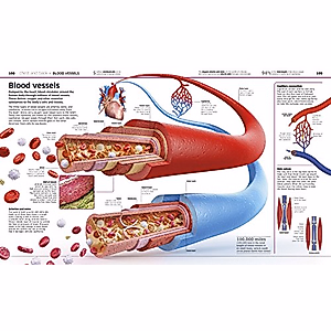 Knowledge Encyclopedia Human Body! (DK Knowledge Encyclopedias)