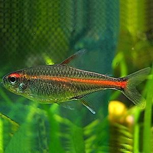 WorldwideTropicals Live Freshwater Aquarium Fish - (6) 1" Fire Neon Tetras - 6 Pack of Fire Neons (Glo-Lites) Live Tropical Fish - Great for Aquariums - Populate Your Fish Tank!