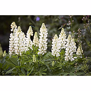 White Russell Lupine Seeds for Planting, 100+ Flower Seeds Per Packet, (Isla's Garden Seeds), Non GMO & Heirloom Seeds, Botanical Name: Lupinus polyphyllus, Great Home Flower Garden Gift