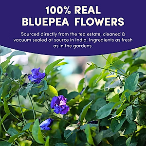 VAHDAM, Butterfly Pea Flower Tea (1.76oz) 100+ Cups | Delicate & Earthy | Vacuum Sealed for Freshness | Butterfly Pea Flower Loose Leaf Tea | Brew Iced Tea, Cooking, Mocktails & Cocktails