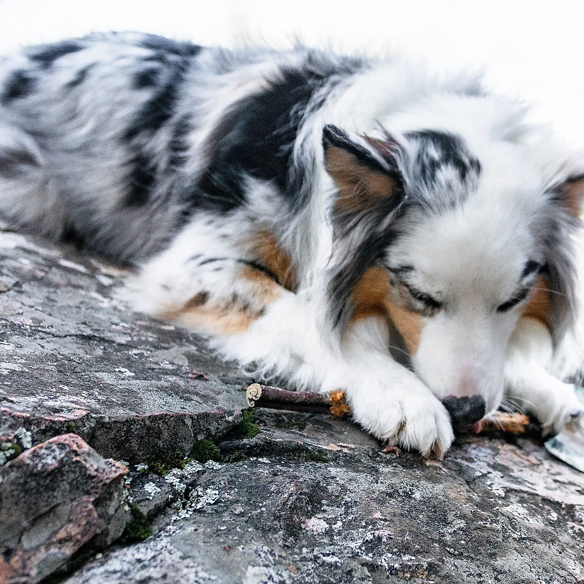 Best Bully Sticks All Natural Cheese Wrapped Beef Collagen Sticks - 12 Inch 12 Pack - Long Lasting Limited Ingredient Dog Chew - Supports Healthy Joints, Skin & Coat