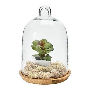 Creative Co-Op Glass Mango Wood Base Cloche, 6-3/4" Round x 8-3/4"H, Clear