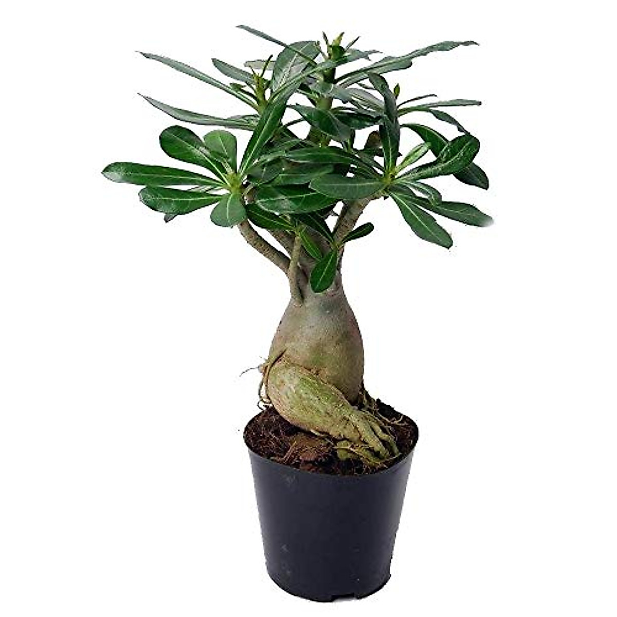 Desert Rose Plant - Adenium obesum - Natural Bonsai or House Plant - 4" Pot
