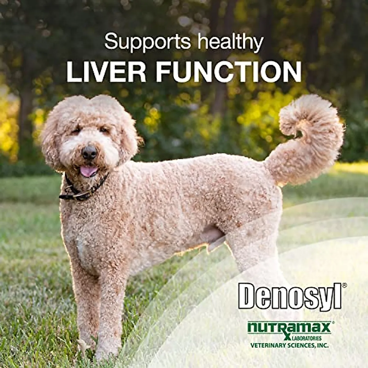 Nutramax Denosyl Liver and Brain Health Supplement for Large Dogs, With S-Adenosylmethionine (SAMe), 30 Tablets