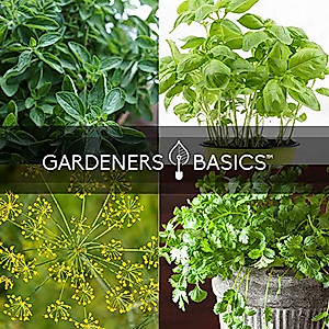 15 Herb Seeds For Planting Varieties Heirloom Non-GMO 5200+ Seeds Indoors, Hydroponics, Outdoors - Basil, Catnip, Chive, Cilantro, Oregano, Parsley, Peppermint, Rosemary and More By Gardeners Basics