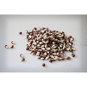 Amish Country Popcorn | 2 lbs Bag | Purple Popcorn Kernels | Old Fashioned, Non-GMO and Gluten Free (Purple - 2 lbs Bag)