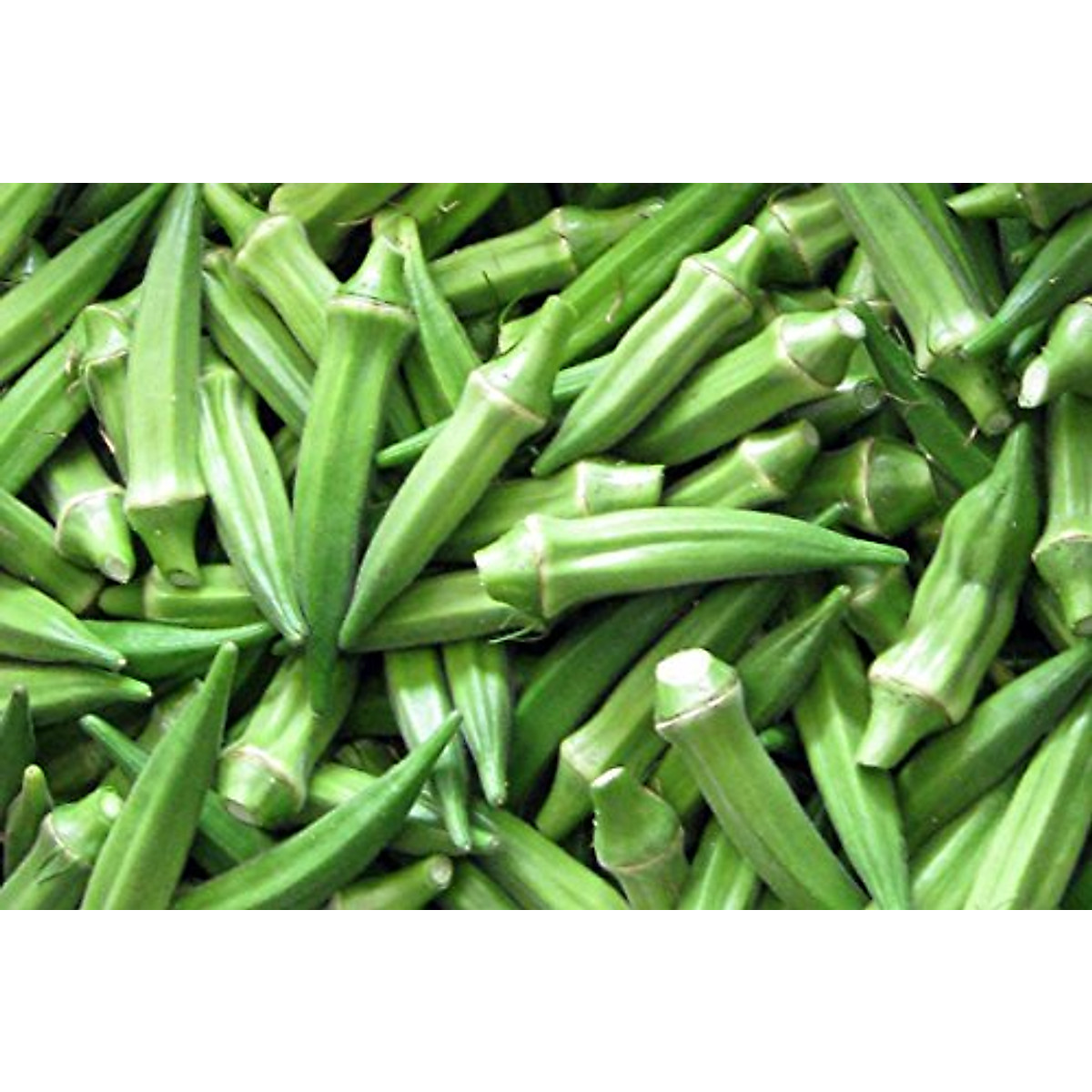 Okra Seeds- Clemson Spineless- 100+ Seeds