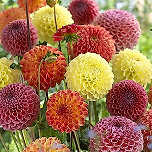 Seeds4planting - Seeds Dahlia Pompon Mix Annual Beautiful Flower Non GMO