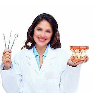 Maxmartt Teeth Model, Dental Demonstration Dental Implant Removable Study Model Teeth Teaching Model for Student Teacher, Orange